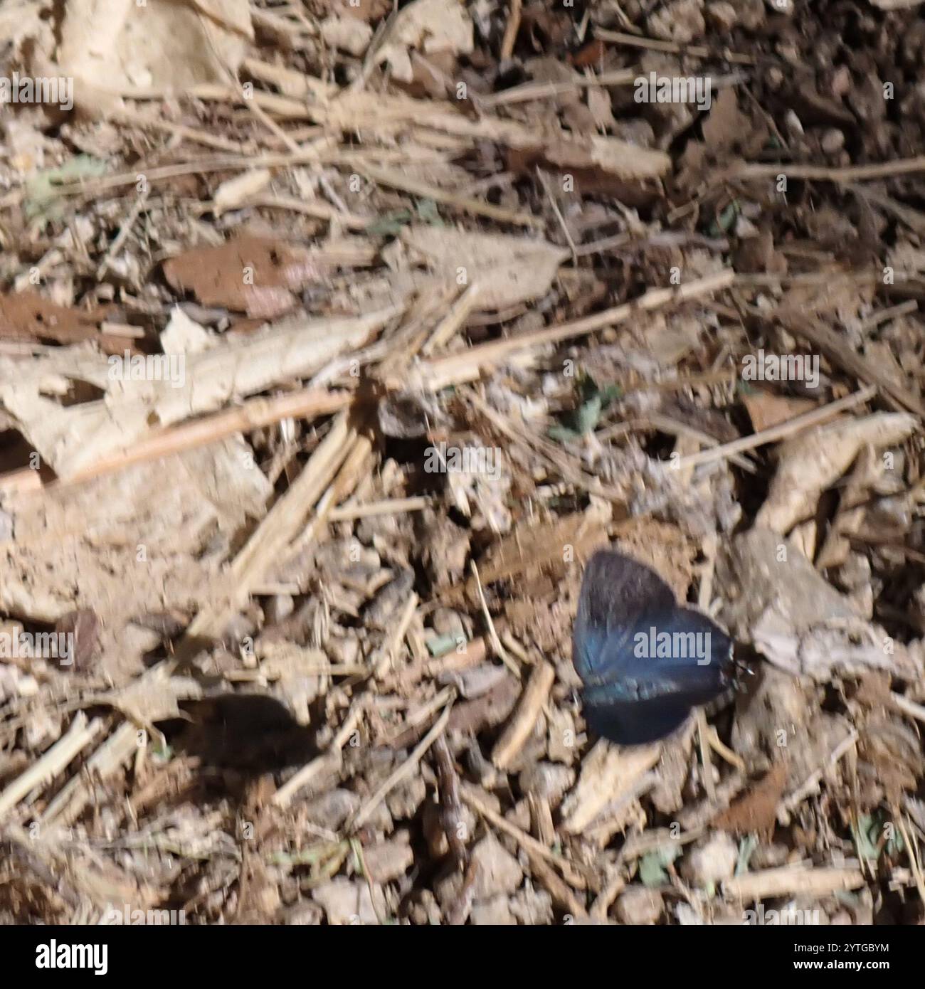 Callophrys spinetorum hi-res stock photography and images - Alamy
