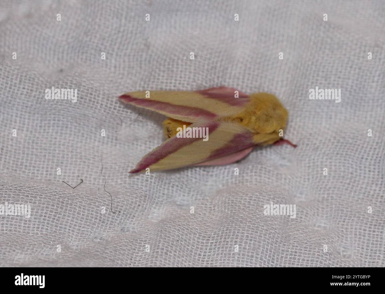 Rosy maple moth (dryocampa rubicunda) hi-res stock photography and ...