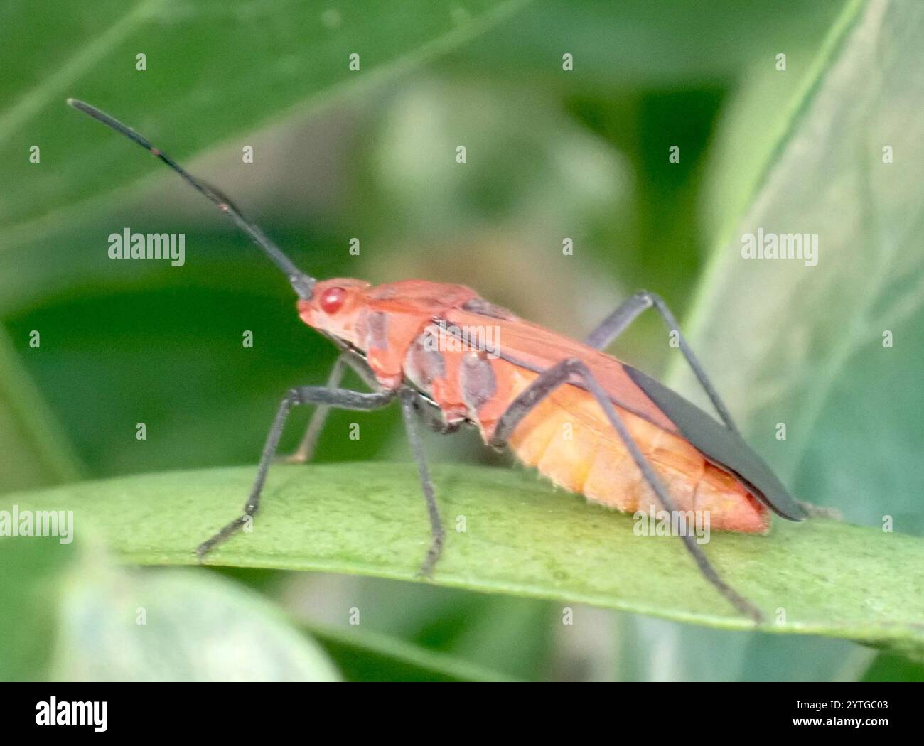 Old World Soapberry Bugs (Leptocoris Stock Photo - Alamy