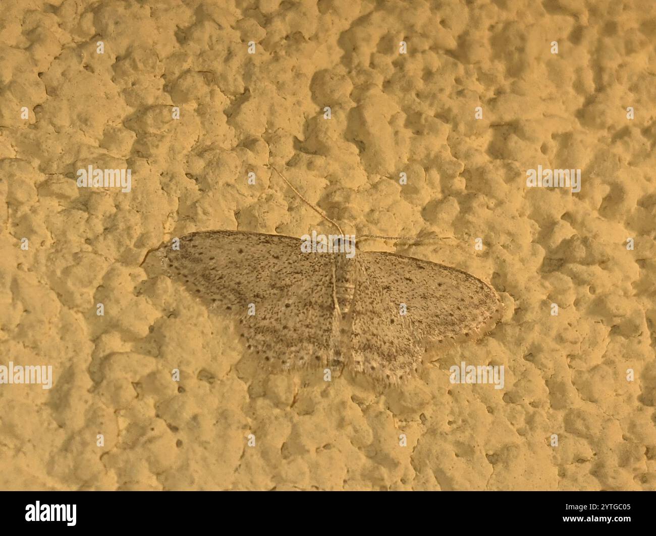Small Dusty Wave (Idaea seriata Stock Photo - Alamy