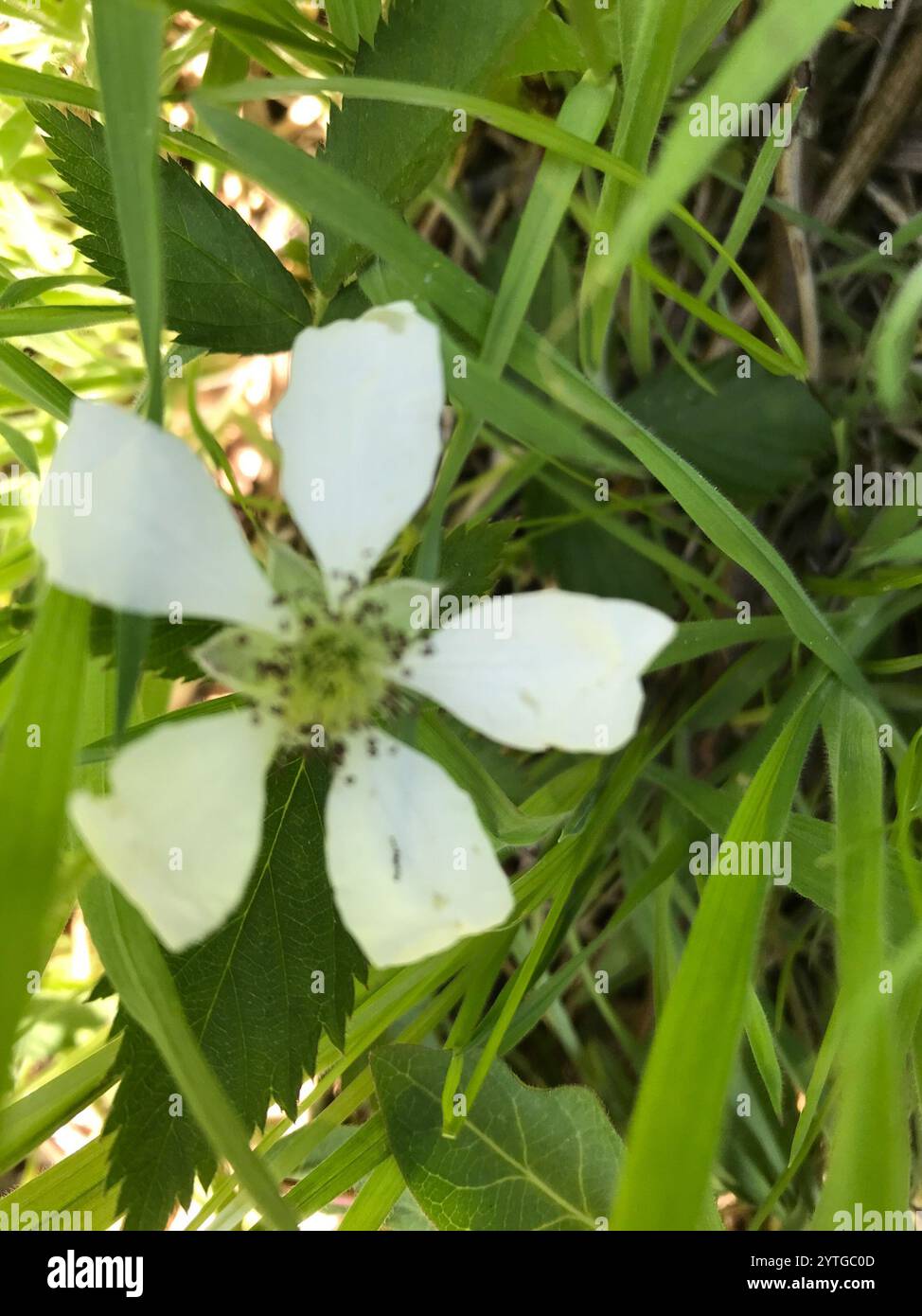 Common Dewberry (Rubus flagellaris Stock Photo - Alamy
