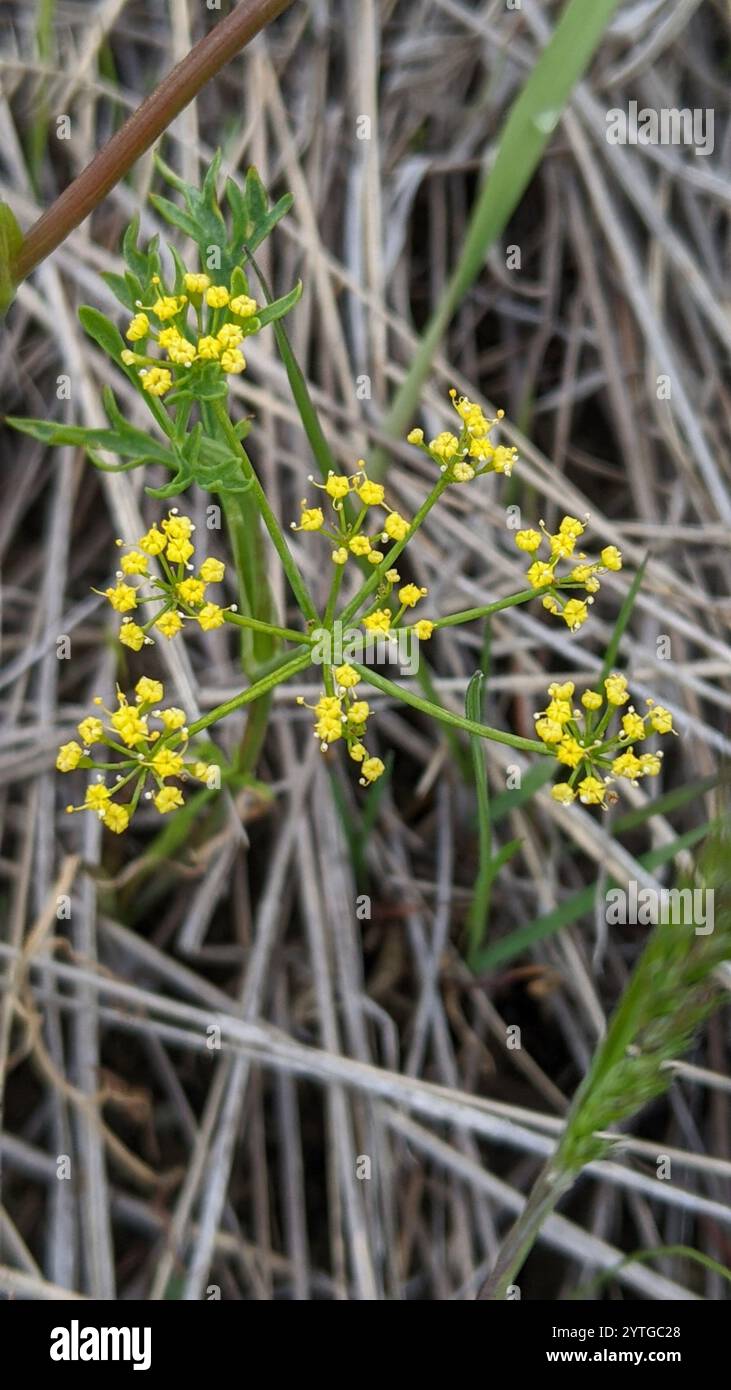 Wyeth Biscuitroot (Lomatium ambiguum Stock Photo - Alamy