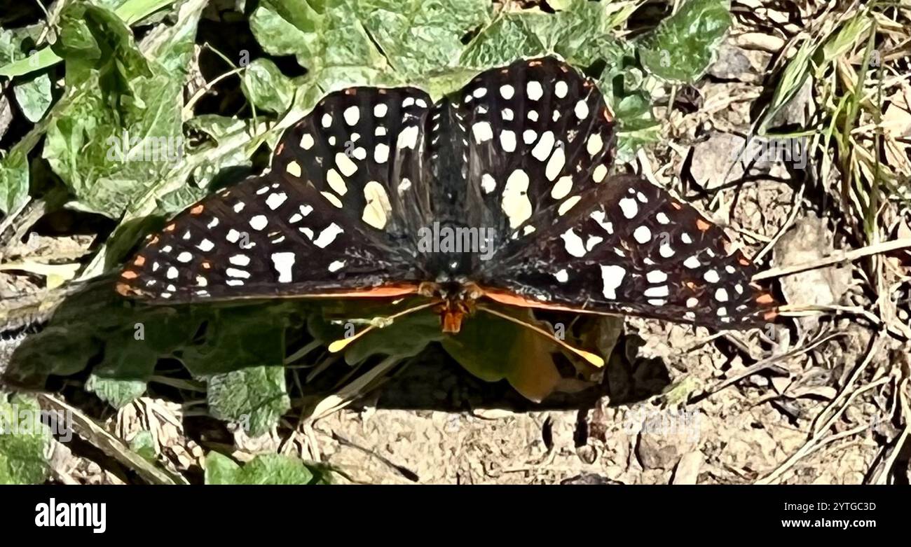 Variable Checkerspot (Euphydryas chalcedona Stock Photo - Alamy