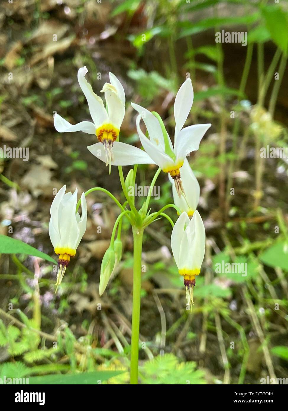 eastern shooting star (Primula meadia Stock Photo - Alamy