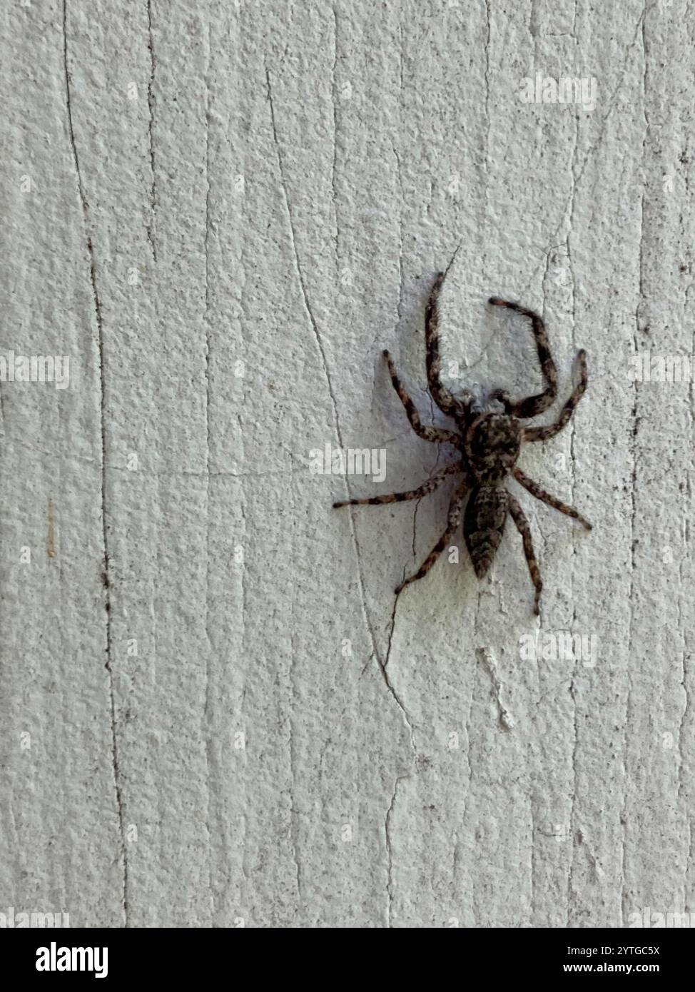 Tan Jumping Spider (Platycryptus undatus Stock Photo - Alamy