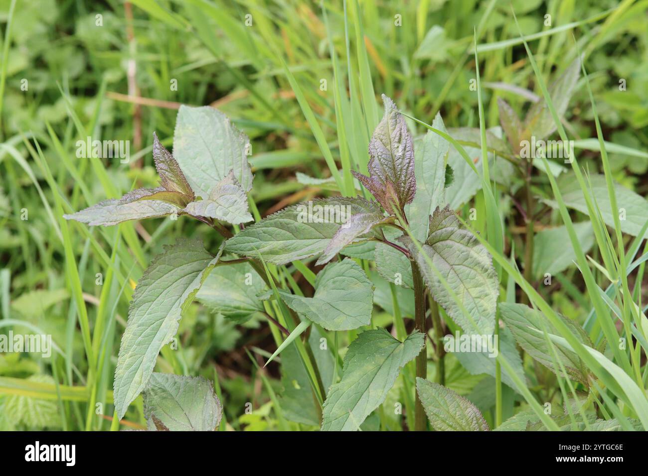 Common Figwort (Scrophularia nodosa Stock Photo - Alamy