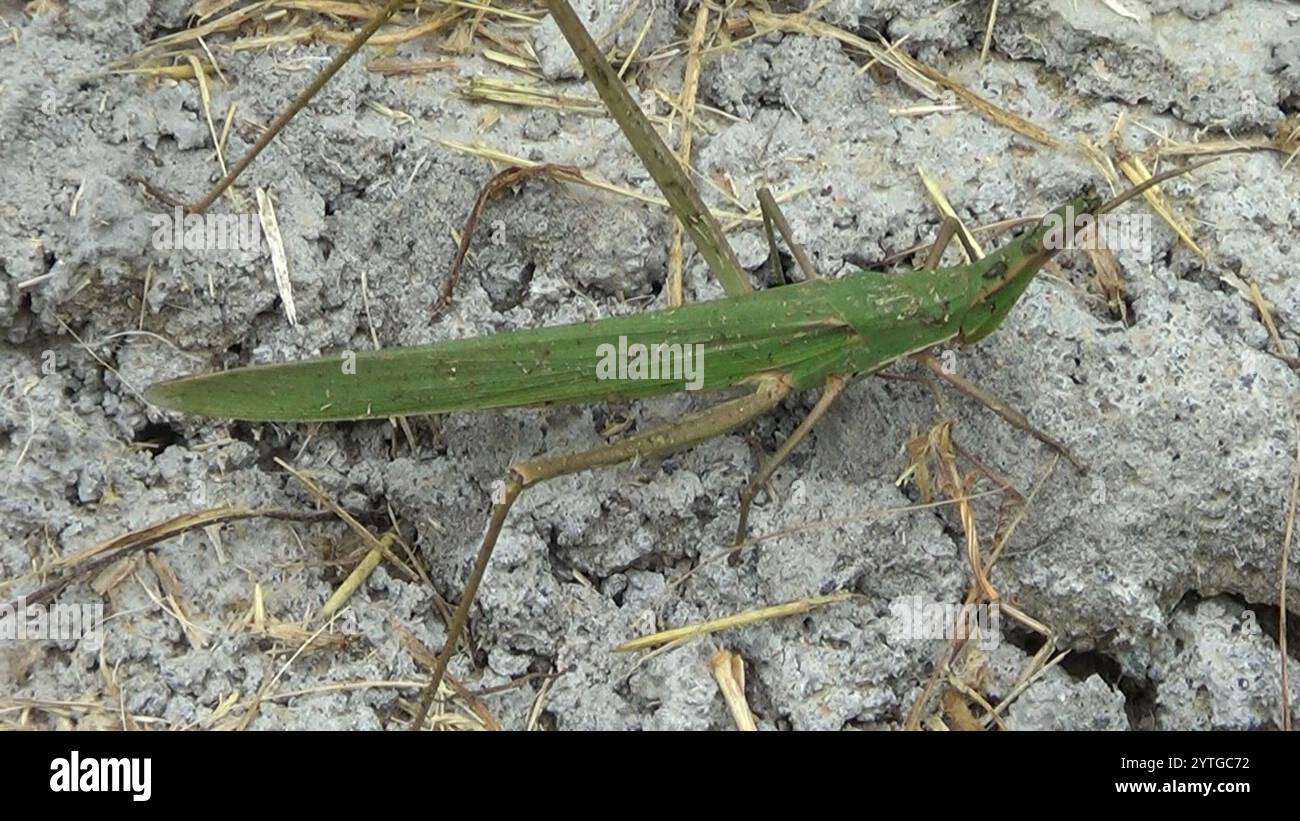 Slantface Grasshoppers (Acrida Stock Photo - Alamy