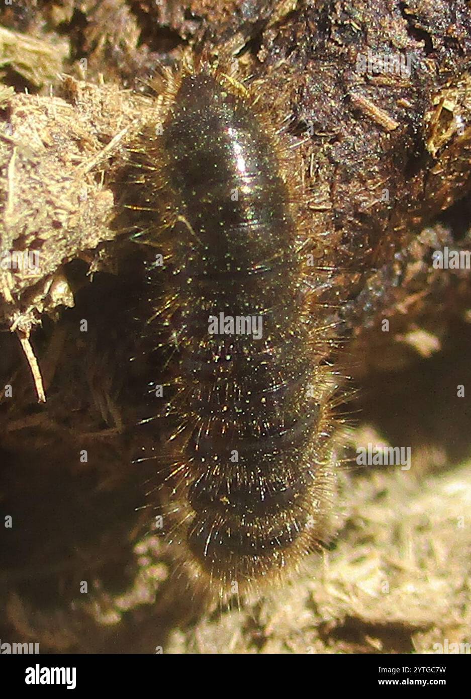 Long-jointed Beetles (Lagriinae Stock Photo - Alamy