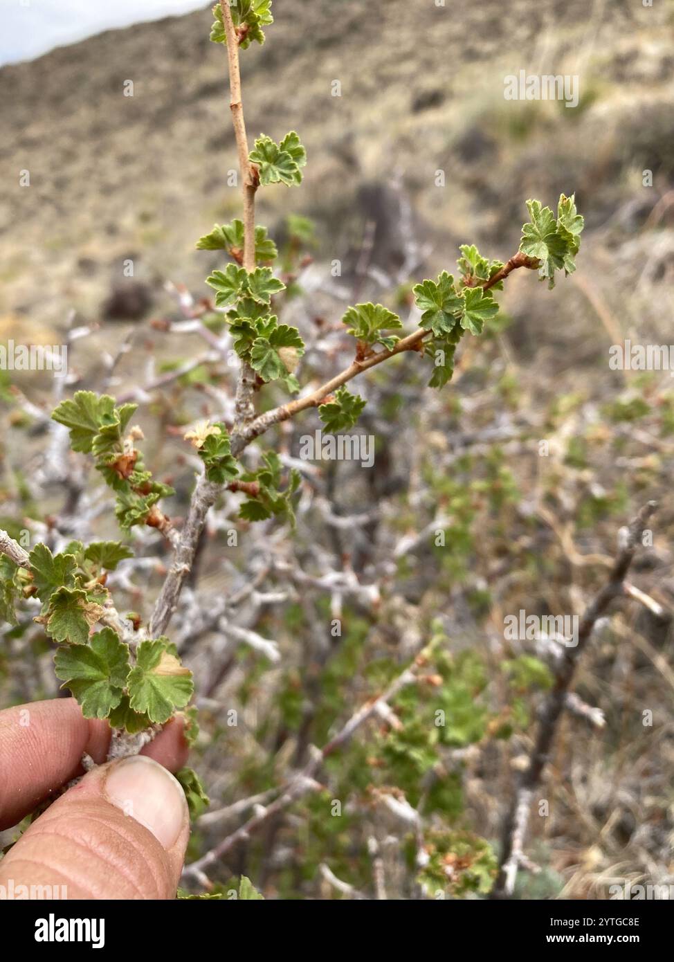 wax currant (Ribes cereum Stock Photo - Alamy