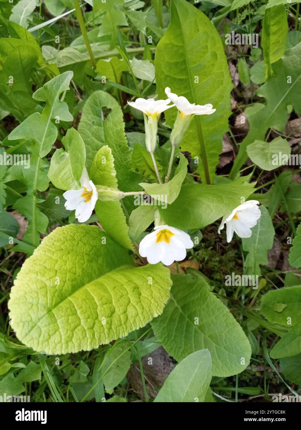 Polyanthus (Primula × polyantha Stock Photo - Alamy