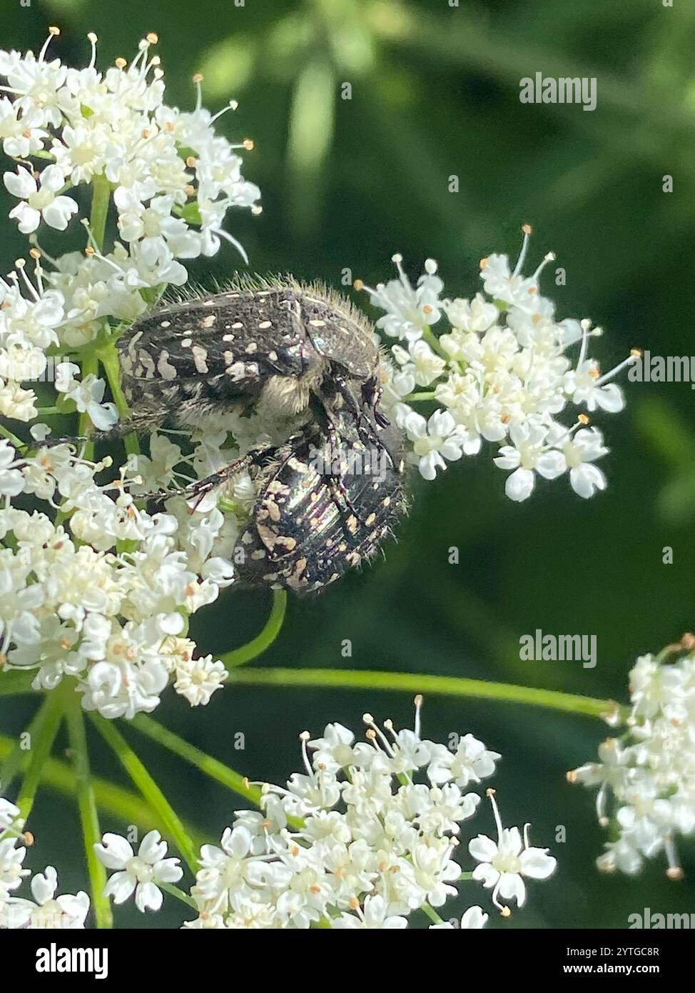 Mediterranean Spotted Chafer (Oxythyrea funesta Stock Photo - Alamy