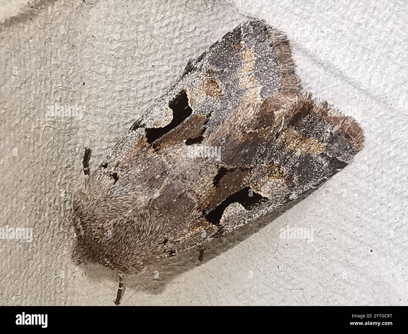 Hebrew Character (Orthosia gothica Stock Photo - Alamy