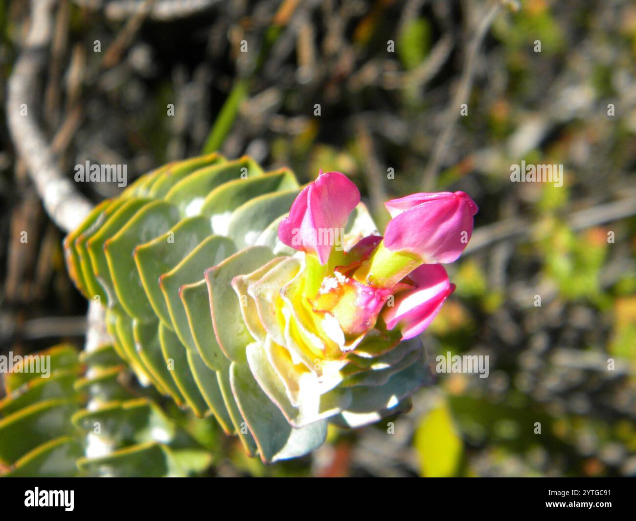 Salter (Saltera sarcocolla Stock Photo - Alamy