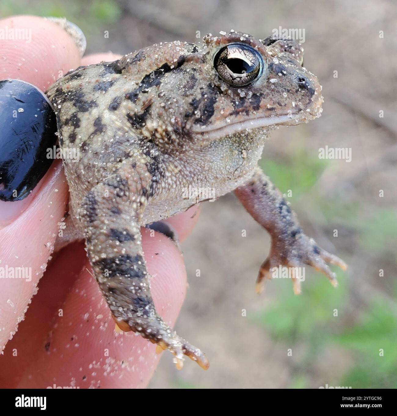 Southern Toad (Anaxyrus terrestris Stock Photo - Alamy