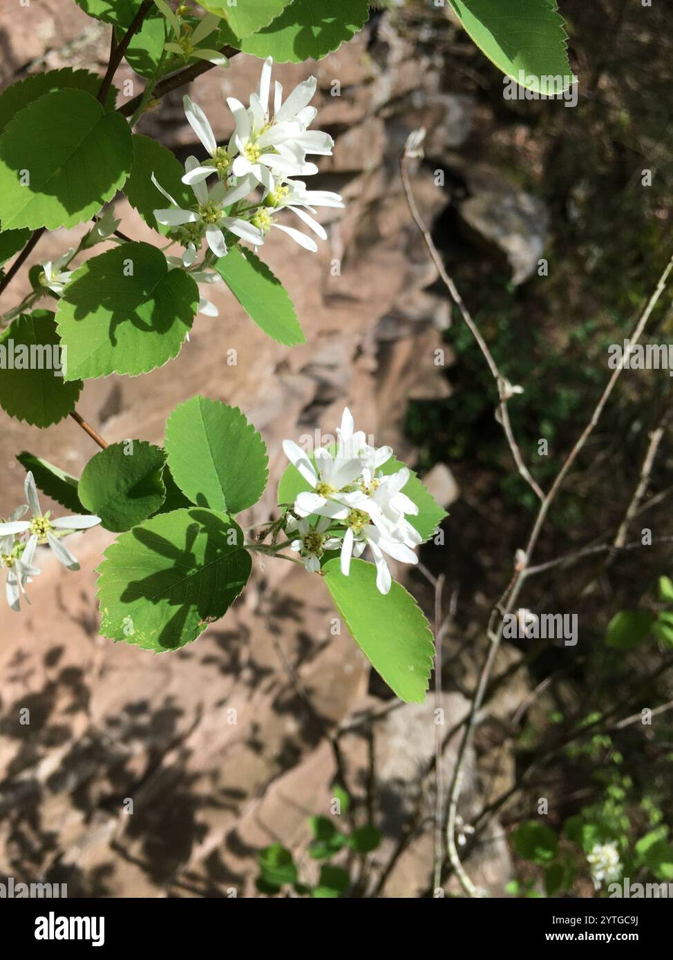 roundleaf shadbush (Amelanchier sanguinea Stock Photo - Alamy