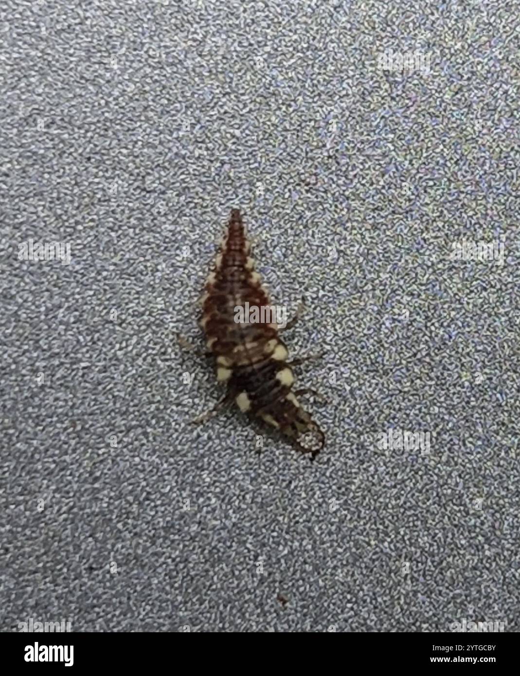 Red-lipped Green Lacewing (Chrysoperla rufilabris Stock Photo - Alamy