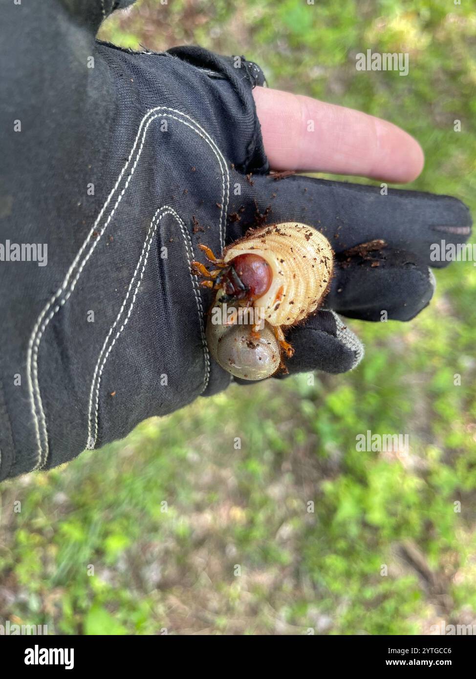 Eastern Hercules Beetle (Dynastes tityus Stock Photo - Alamy