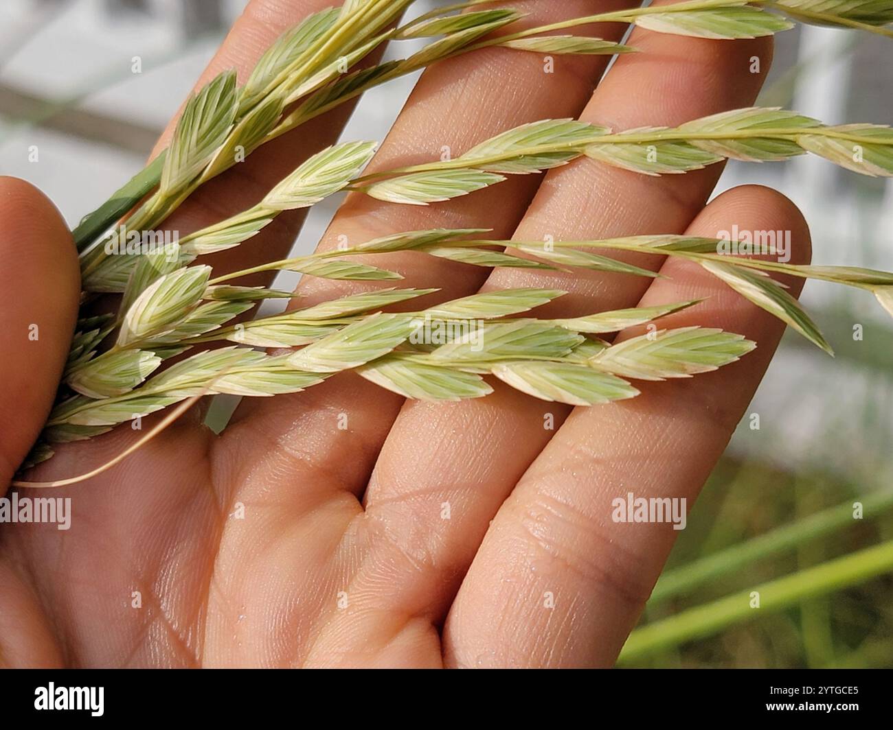 sea oats (Uniola paniculata Stock Photo - Alamy