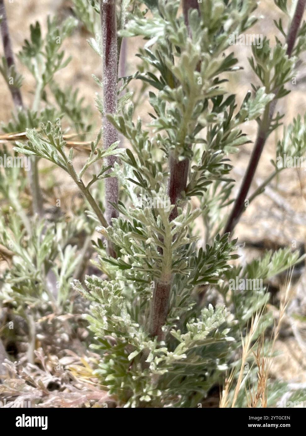 coastal sagewort (Artemisia pycnocephala Stock Photo - Alamy