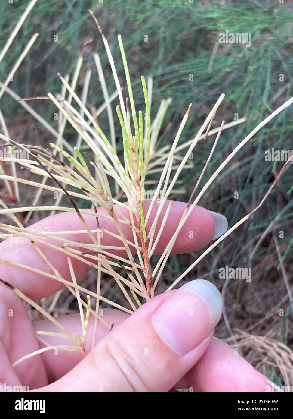 Beach Sheoak (Casuarina equisetifolia Stock Photo - Alamy