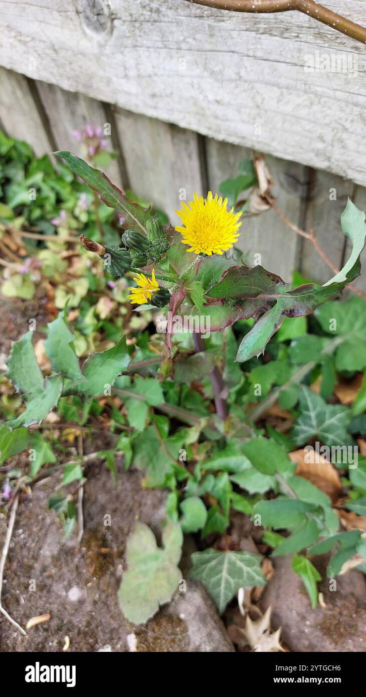 Common Sow-thistle (Sonchus oleraceus Stock Photo - Alamy
