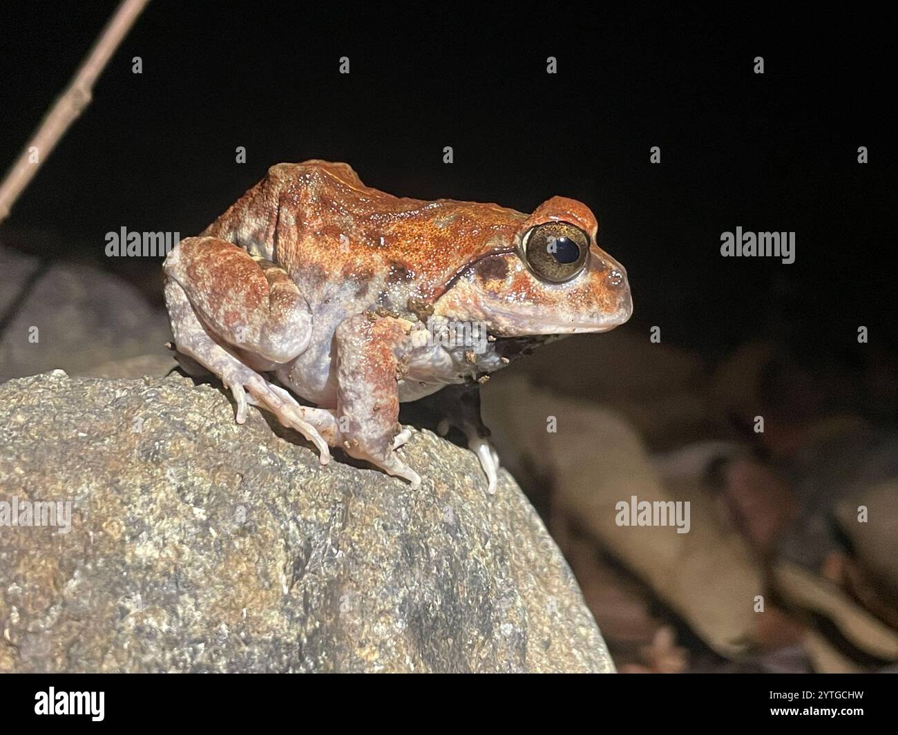 Sphaerotheca hi-res stock photography and images - Alamy