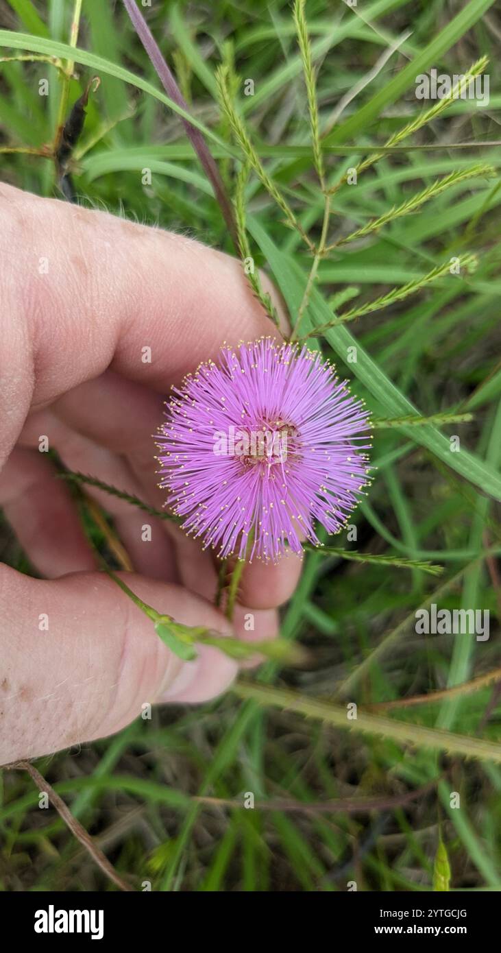 Mimosa nuttallii hi-res stock photography and images - Alamy