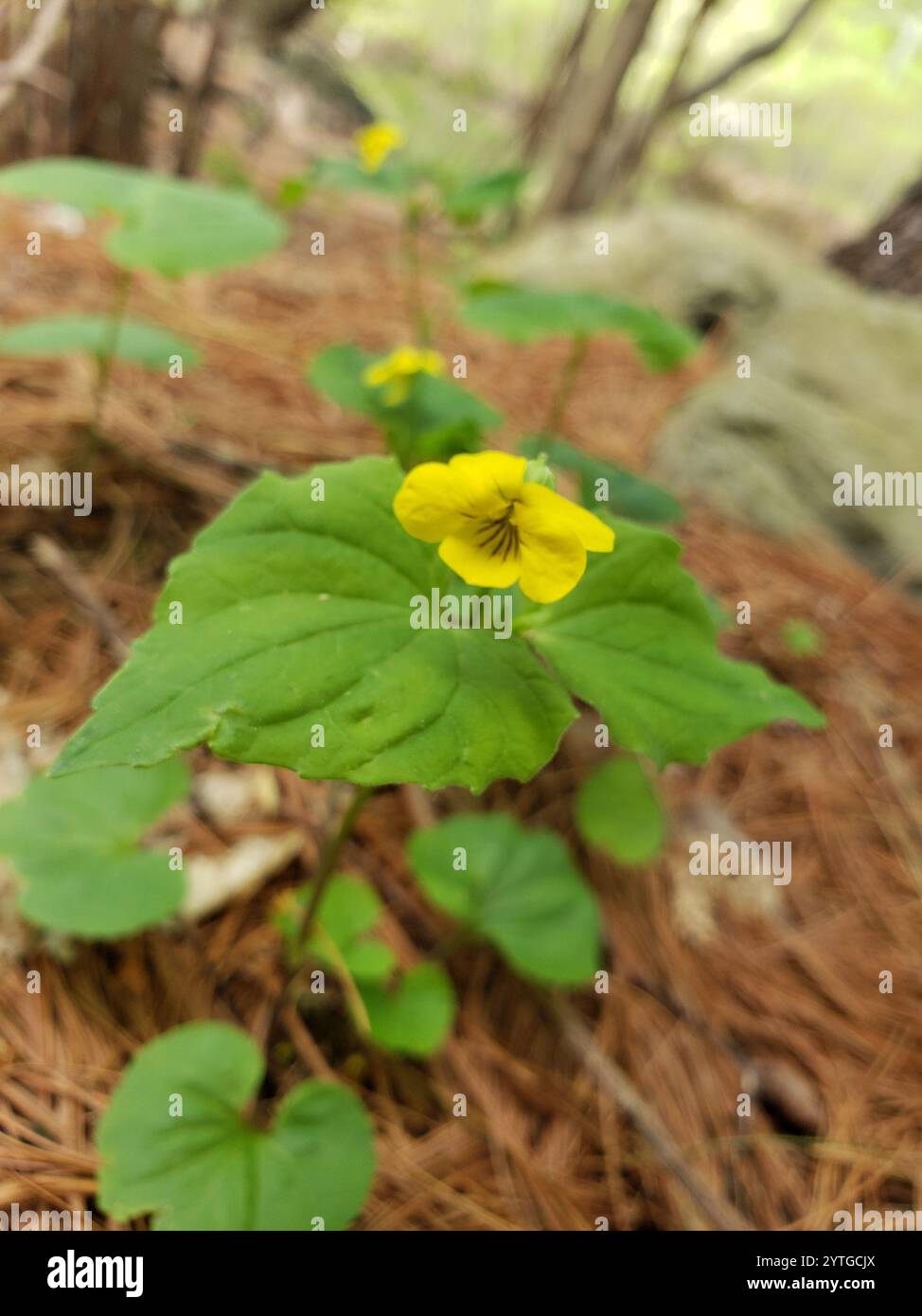 Viola pubescens hi-res stock photography and images - Alamy