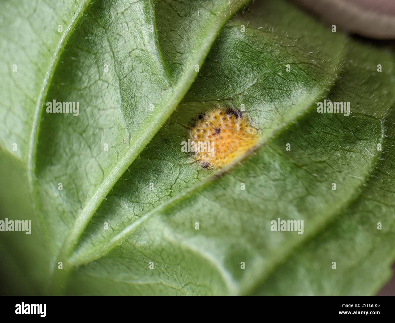 Crown Rust (Puccinia coronata Stock Photo - Alamy