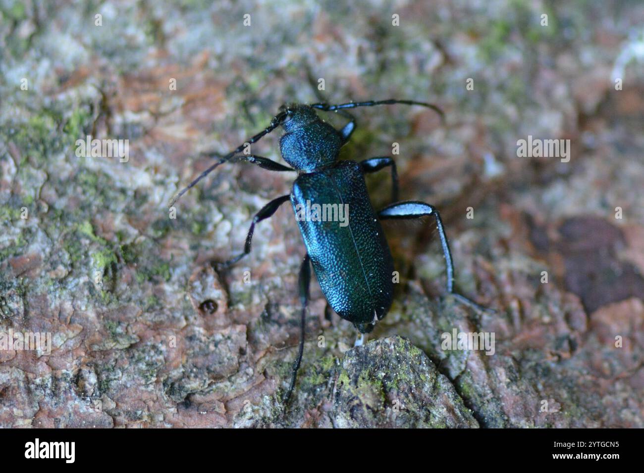 Violet tanbark beetle (Callidium violaceum Stock Photo - Alamy
