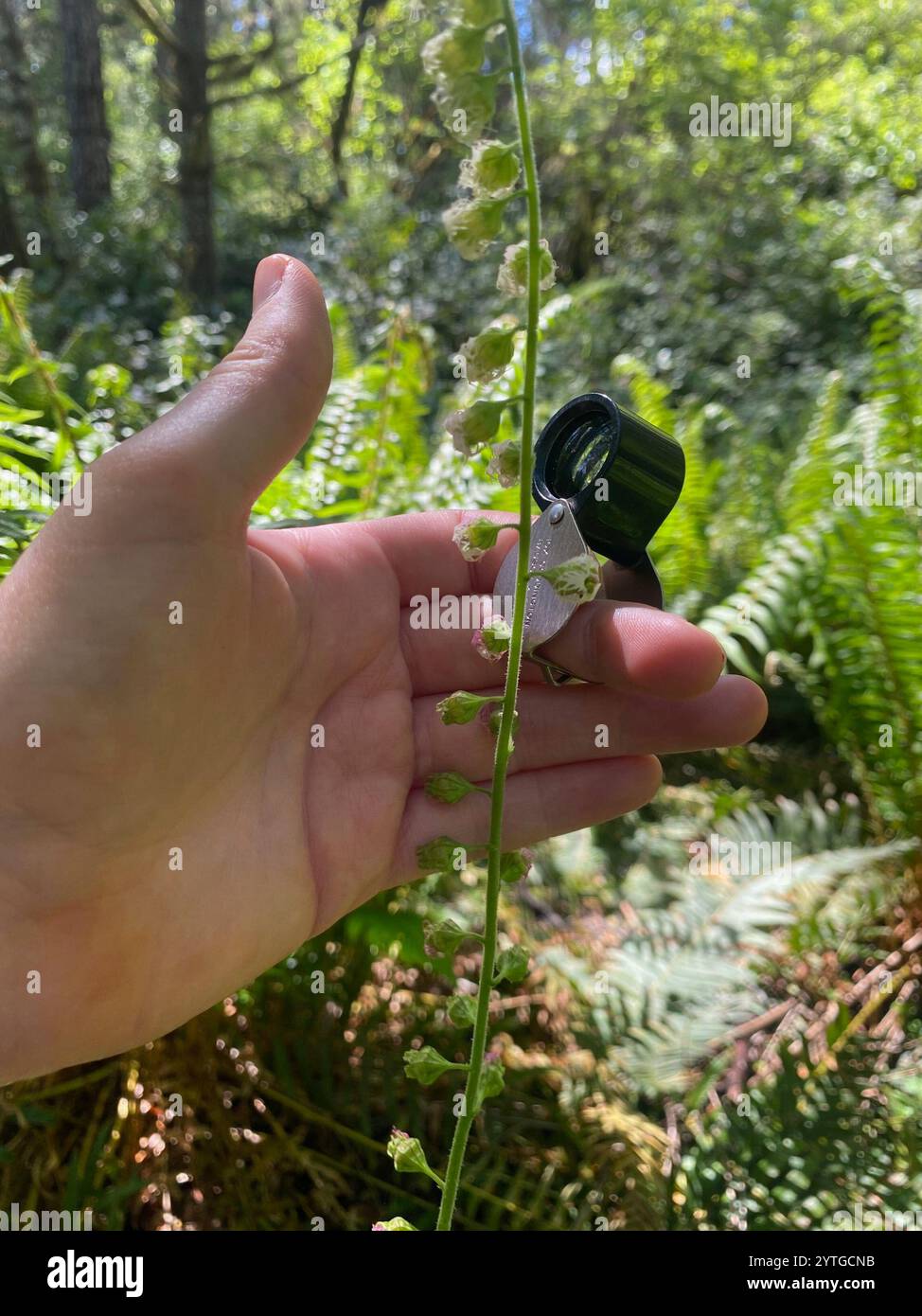 fringe cups (Tellima grandiflora Stock Photo - Alamy