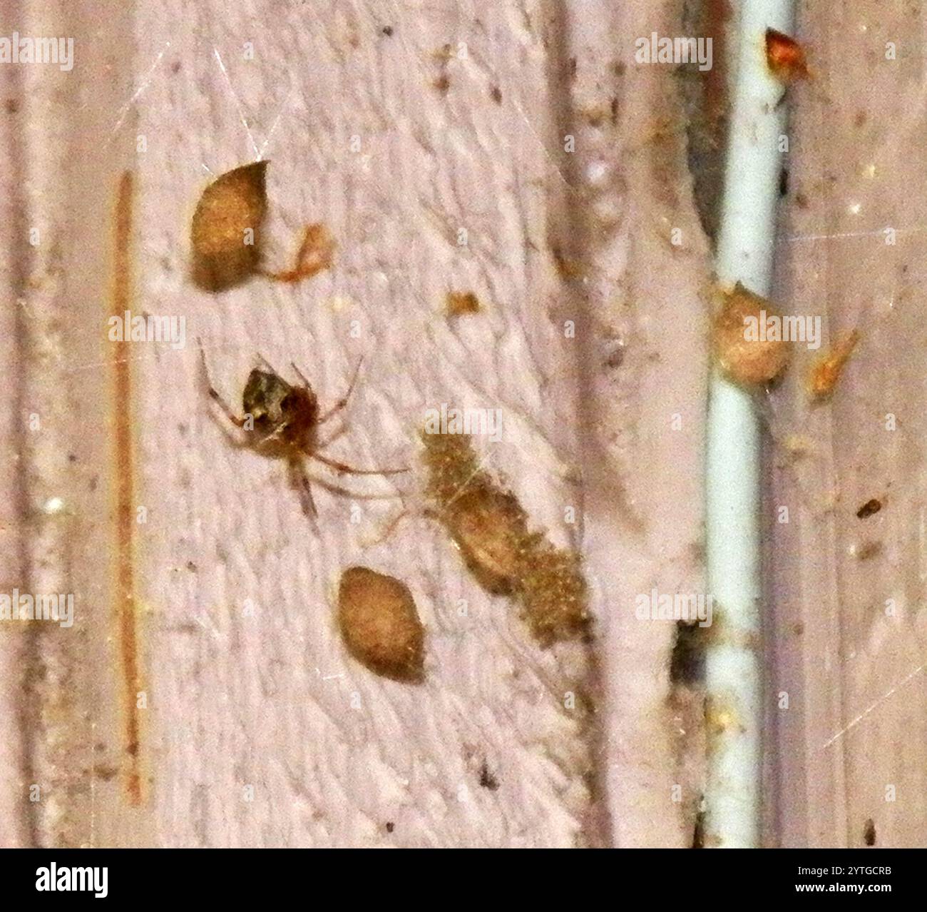Common House Spider (Parasteatoda tepidariorum Stock Photo - Alamy