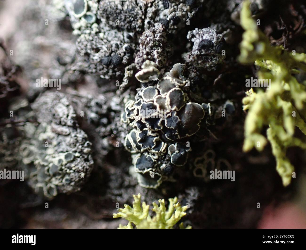 Pepper-Spore Lichens (Rinodina Stock Photo - Alamy