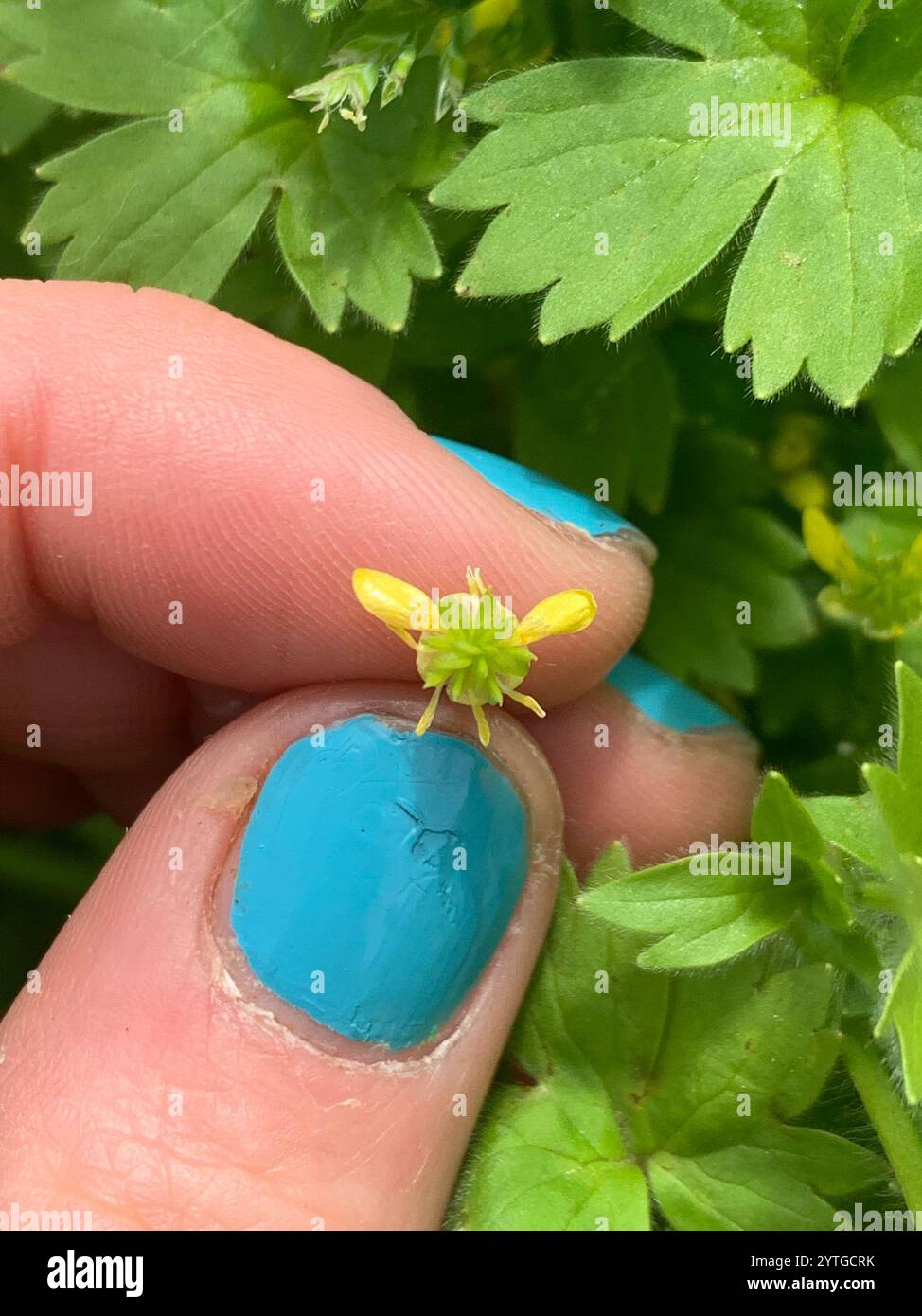 smallflower buttercup (Ranunculus parviflorus Stock Photo - Alamy