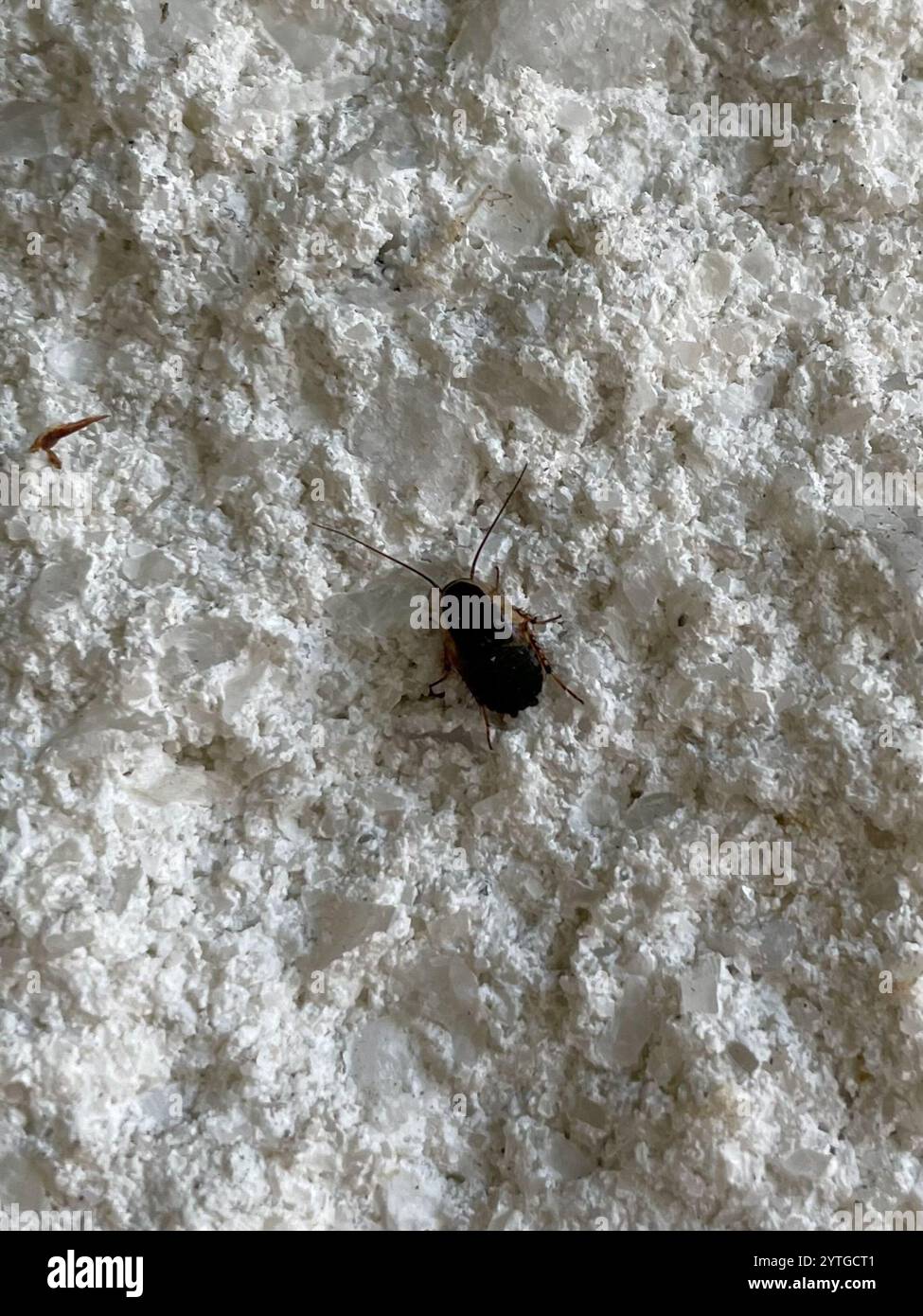 Dusky Cockroach (Ectobius lapponicus Stock Photo - Alamy