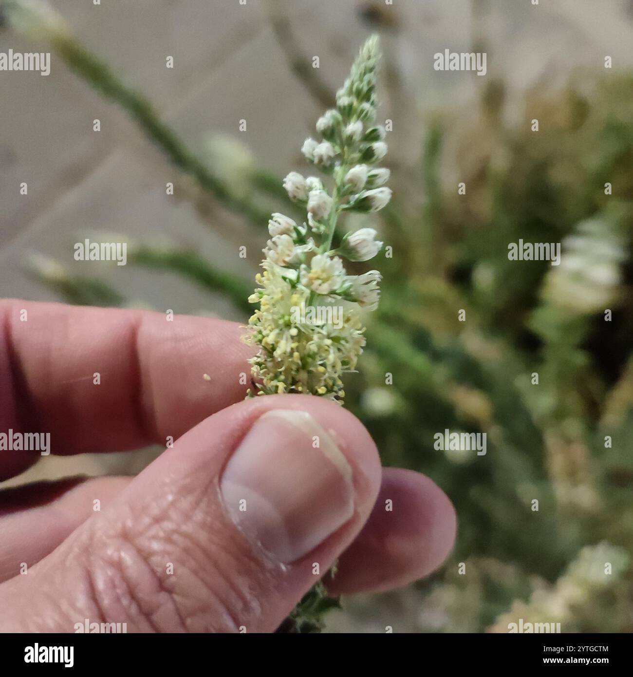 white mignonette (Reseda alba Stock Photo - Alamy