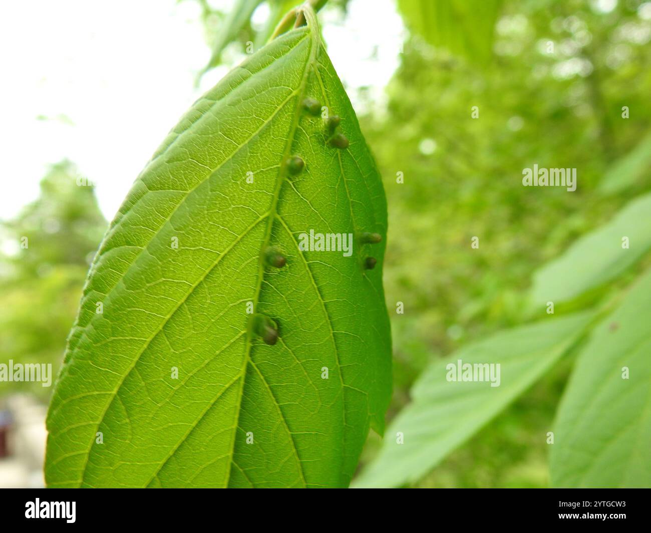 box elder pouch gall mite (Aceria negundi Stock Photo - Alamy