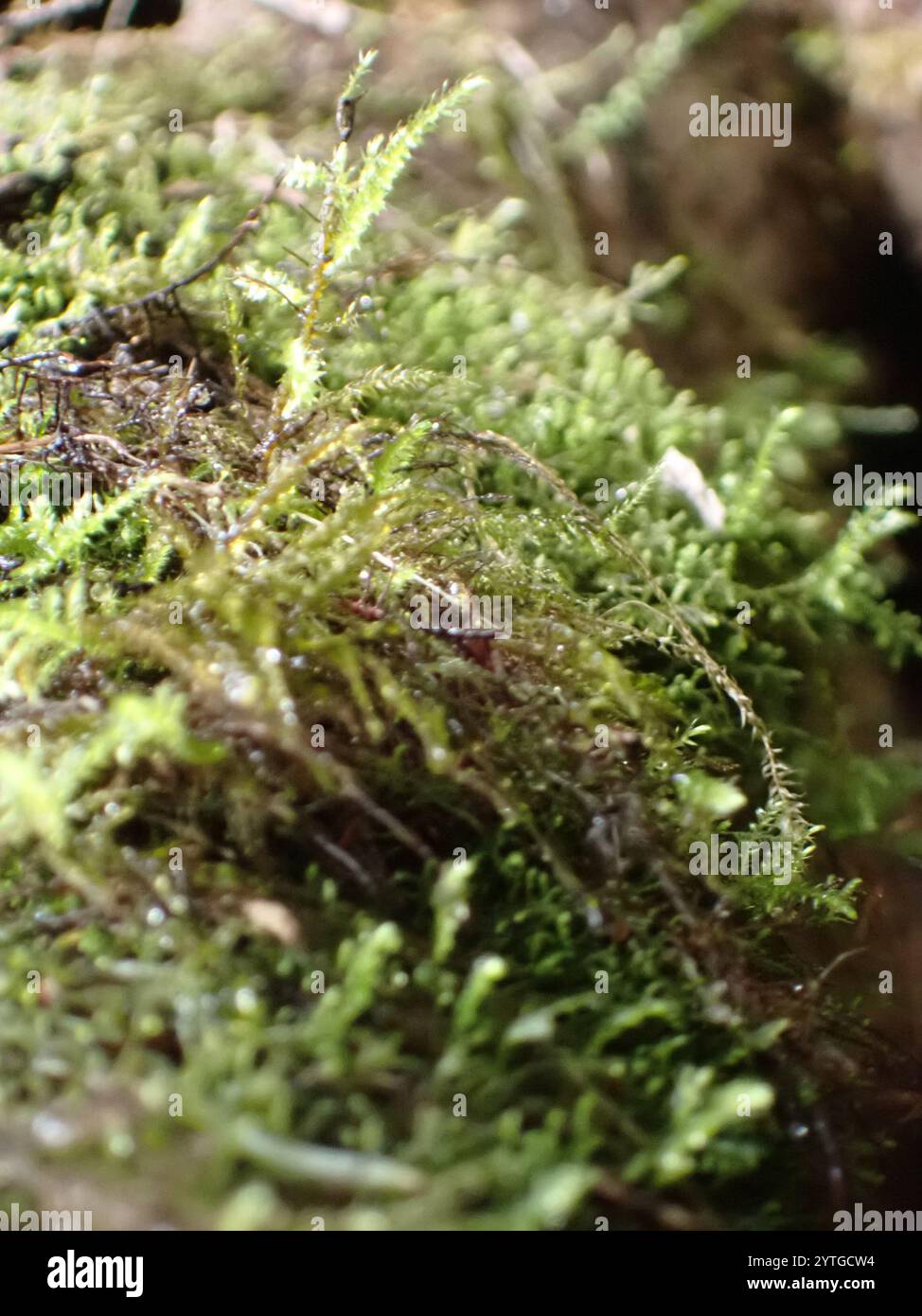 Streamside Leptodictyum Moss (Leptodictyum riparium Stock Photo - Alamy