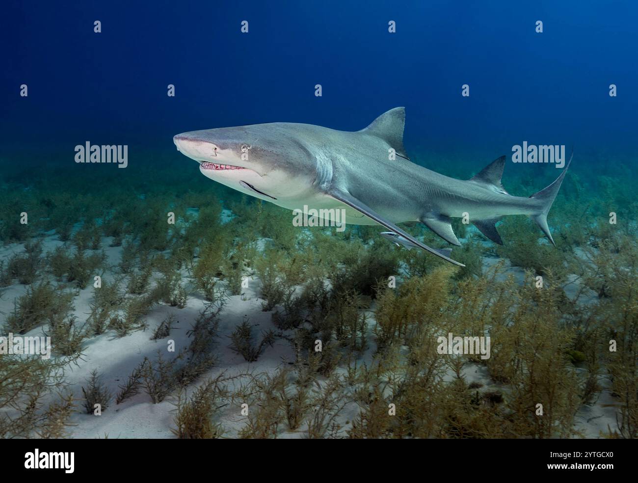 Eye level with a Lemon Shark (Negaprion brevirostris) with its shadow ...