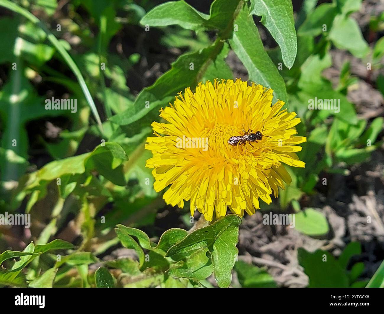 Box-headed Furrow Bee (Halictus maculatus Stock Photo - Alamy