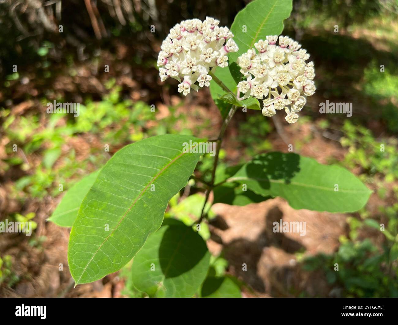 redring milkweed (Asclepias variegata Stock Photo - Alamy