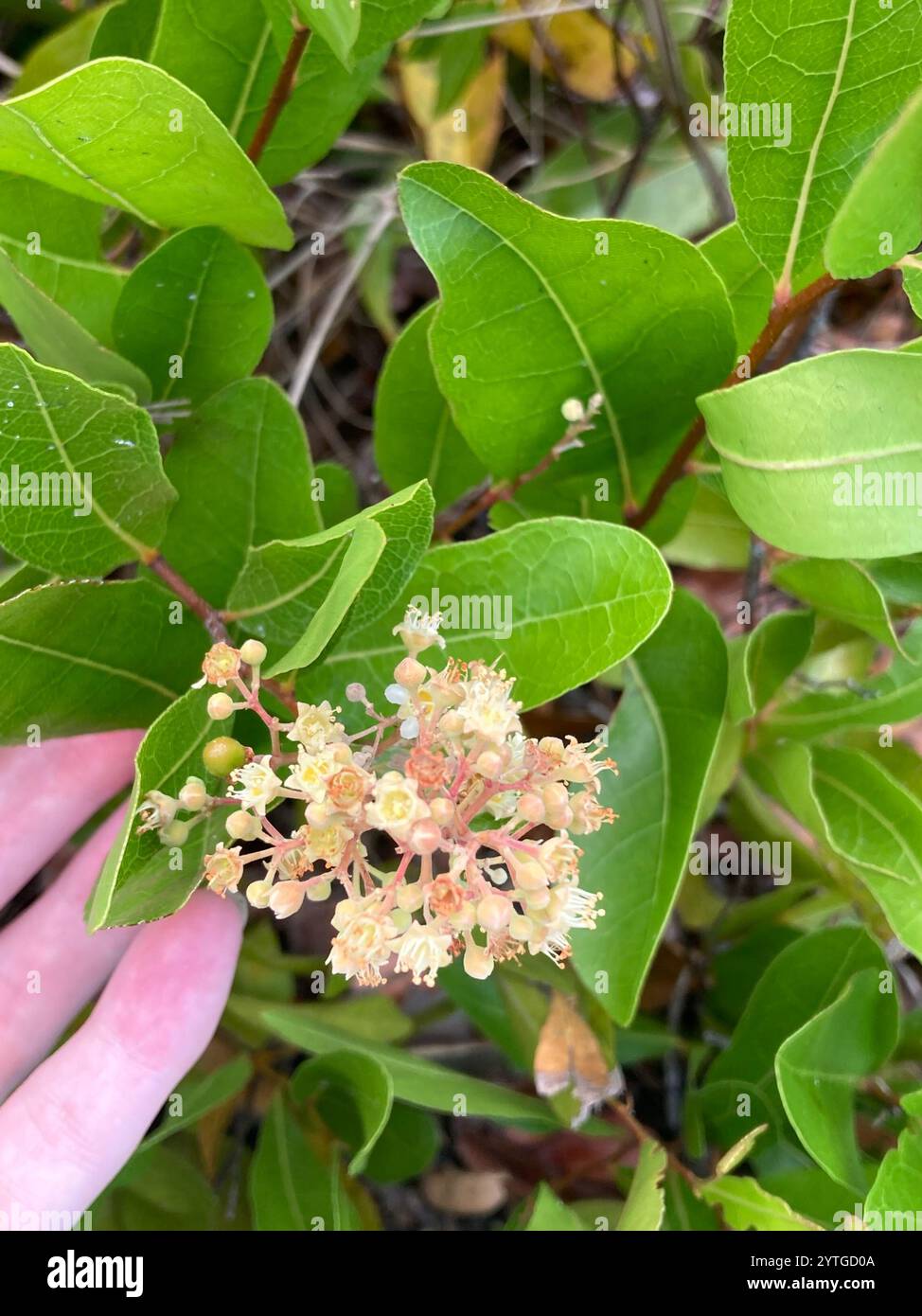 Gopher apple (Geobalanus oblongifolius Stock Photo - Alamy