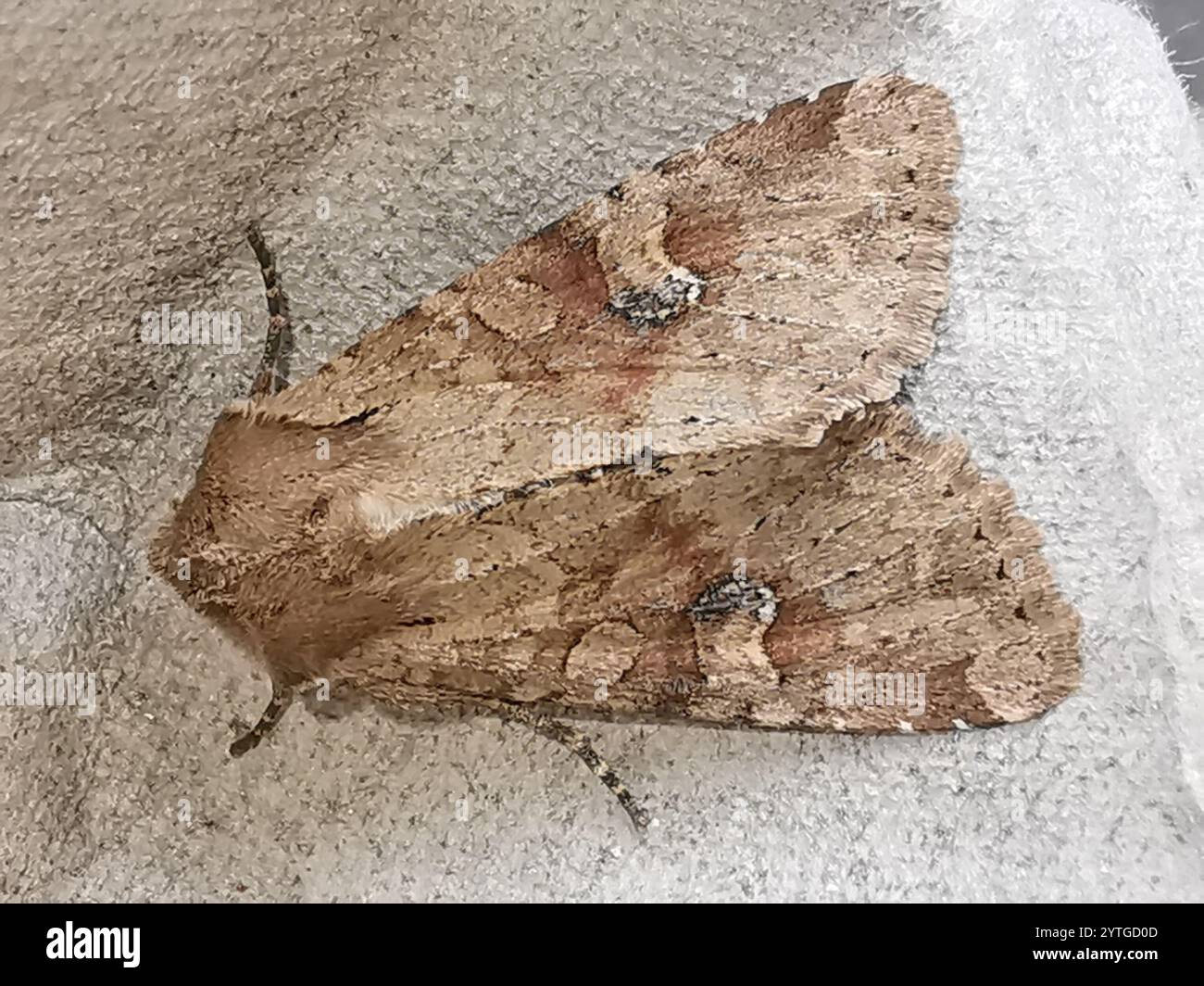 Sordens hi-res stock photography and images - Alamy