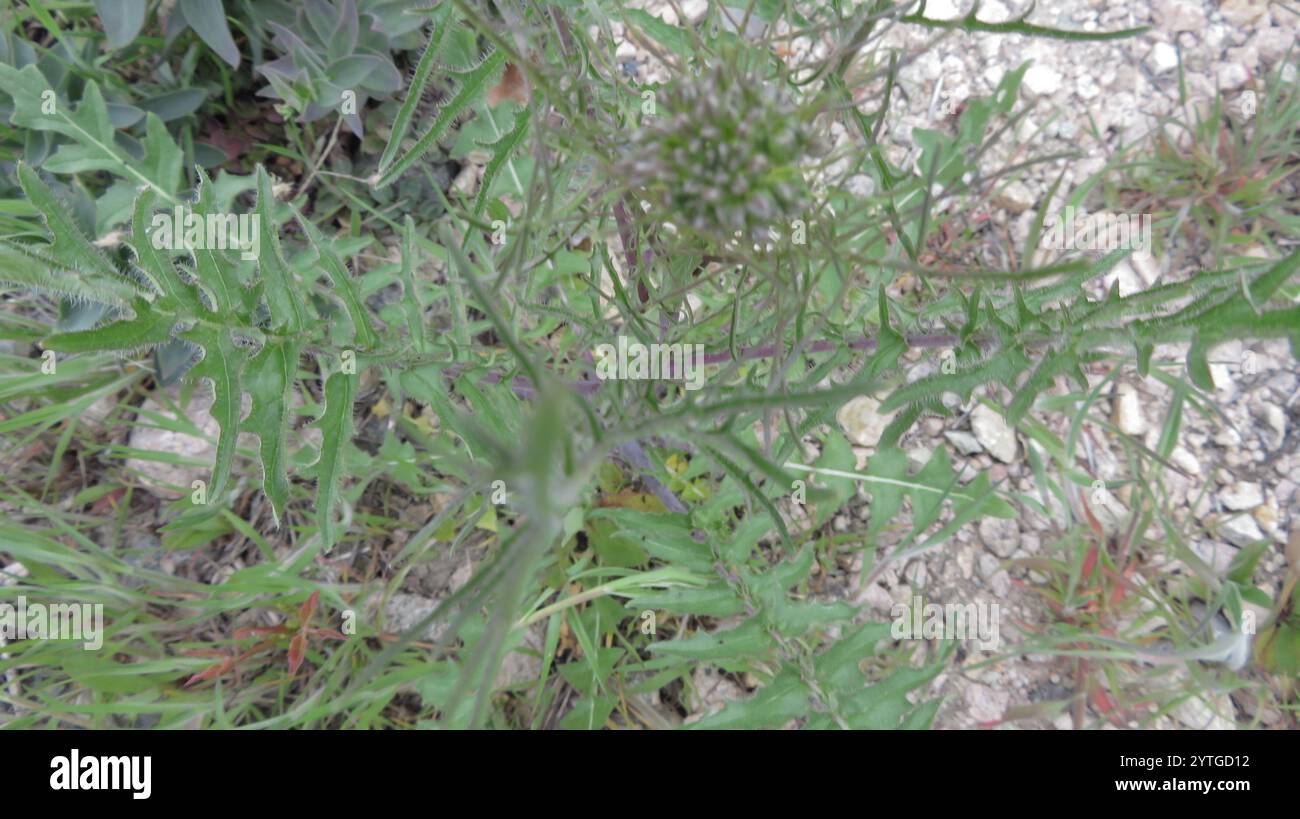 Tall Tumblemustard (Sisymbrium altissimum Stock Photo - Alamy