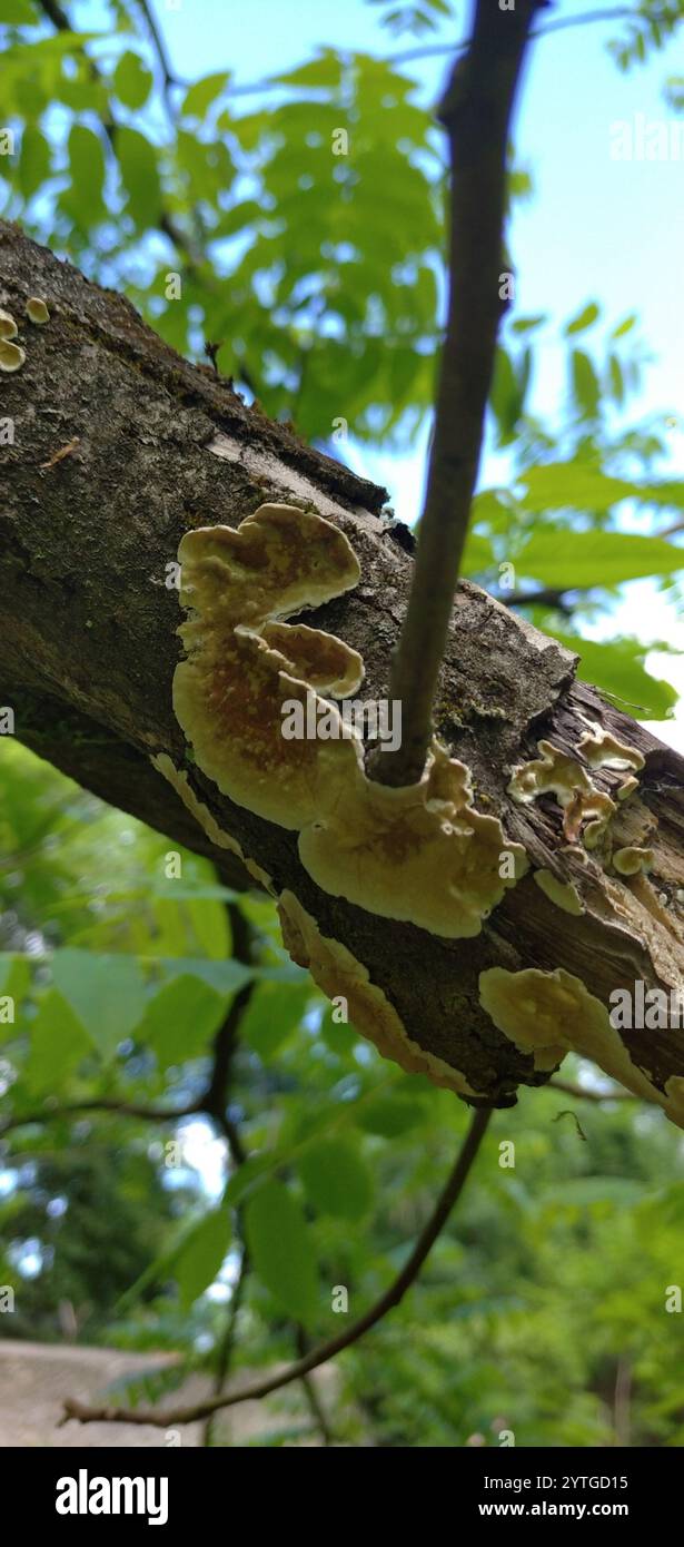 Netted Crust (Byssomerulius corium Stock Photo - Alamy