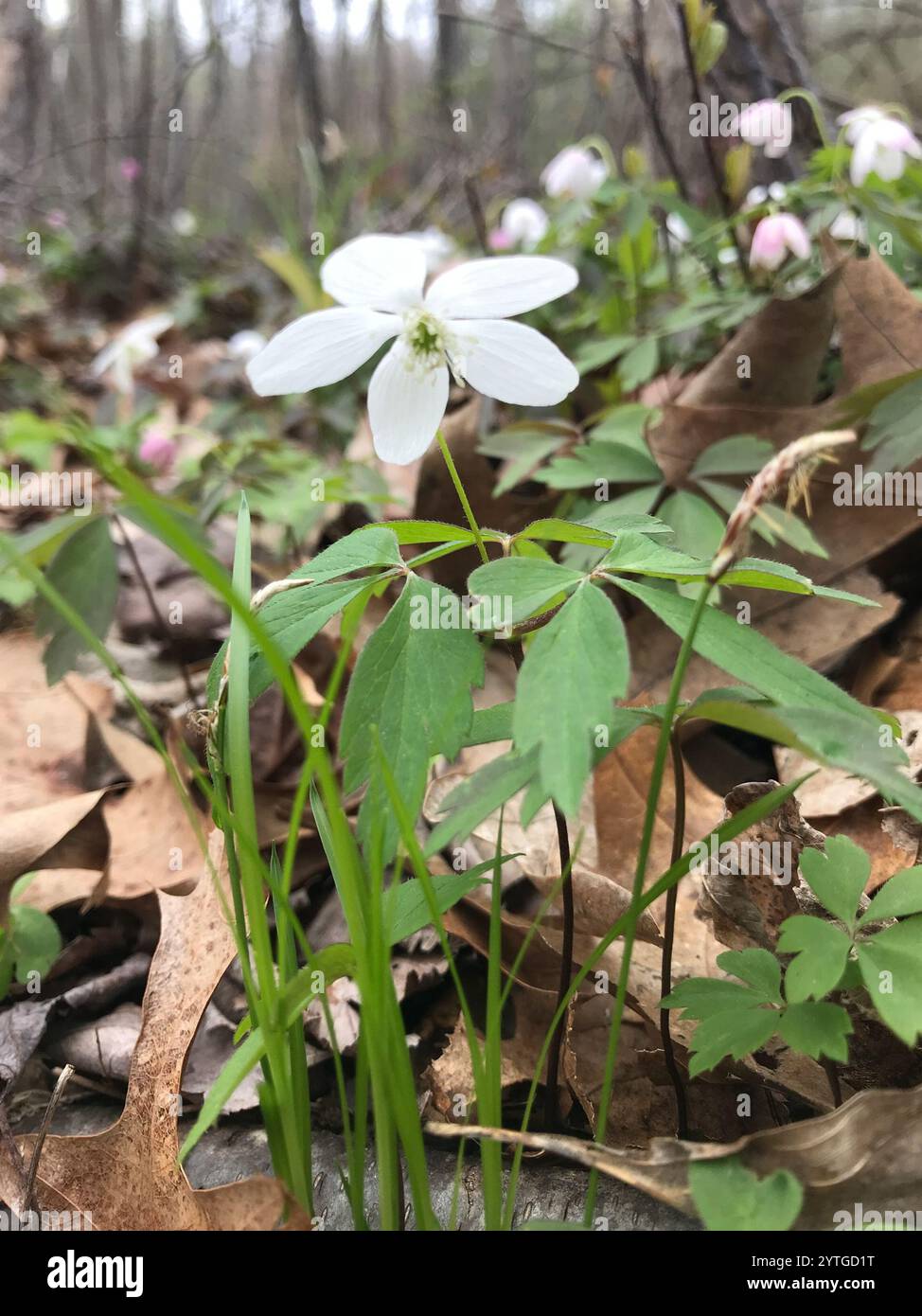 wood anemone (Anemonoides quinquefolia Stock Photo - Alamy