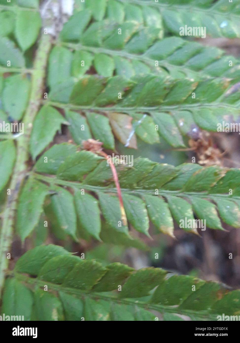 hard shield fern (Polystichum aculeatum Stock Photo - Alamy