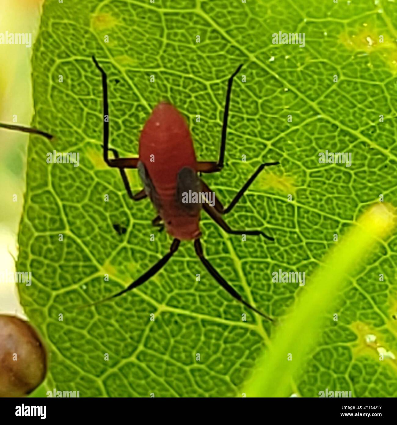 Plant Bugs (Miridae Stock Photo - Alamy