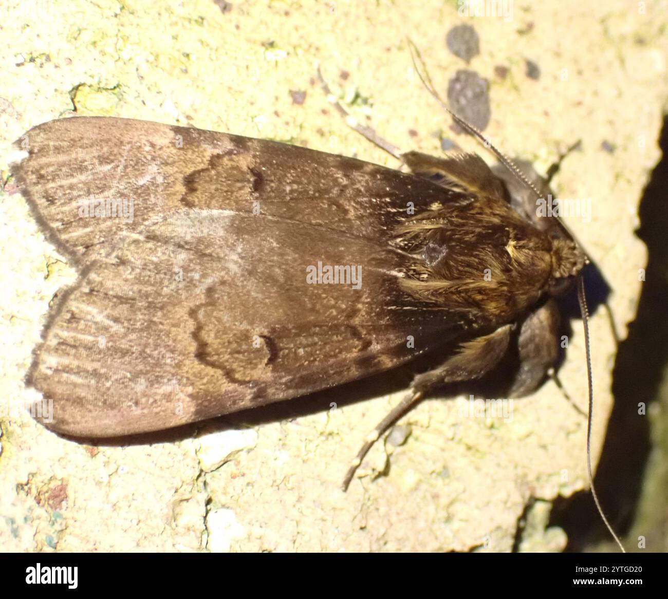 Owlet Moths and Allies (Noctuoidea Stock Photo - Alamy