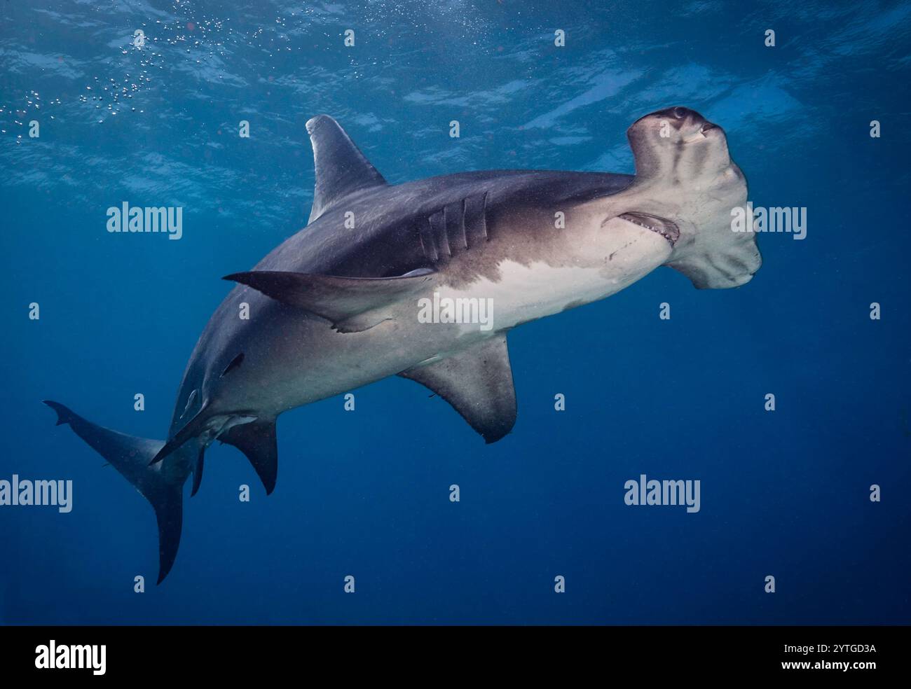 Looking up at a Great hammerhead shark (Sphyrna mokarran Stock Photo ...